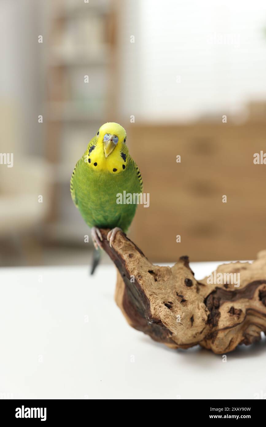 Pet parrot. Beautiful budgerigar sitting on snag on table indoors Stock ...