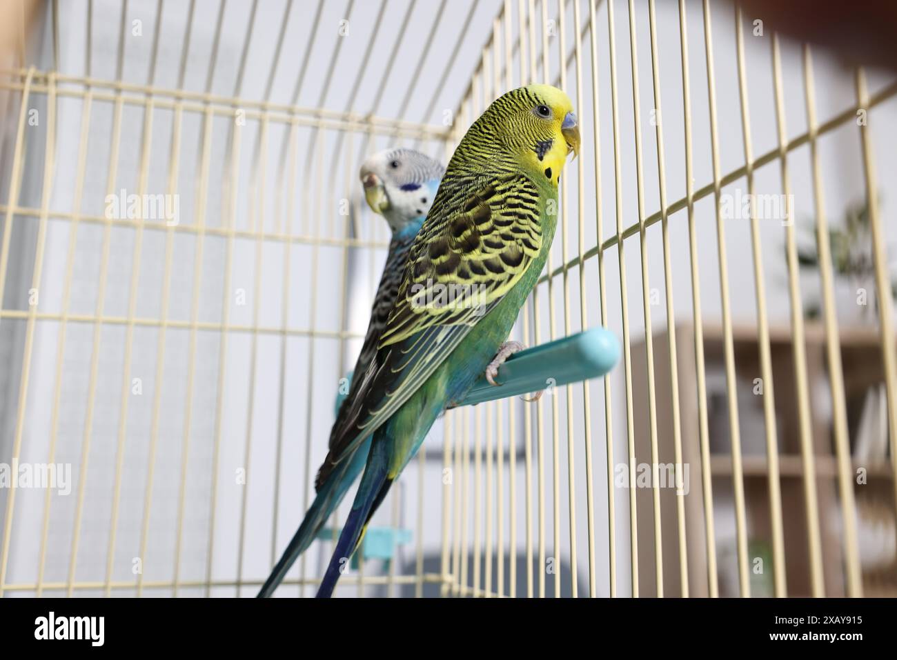 Beautiful bright parrots in cage indoors. Exotic pets Stock Photo - Alamy