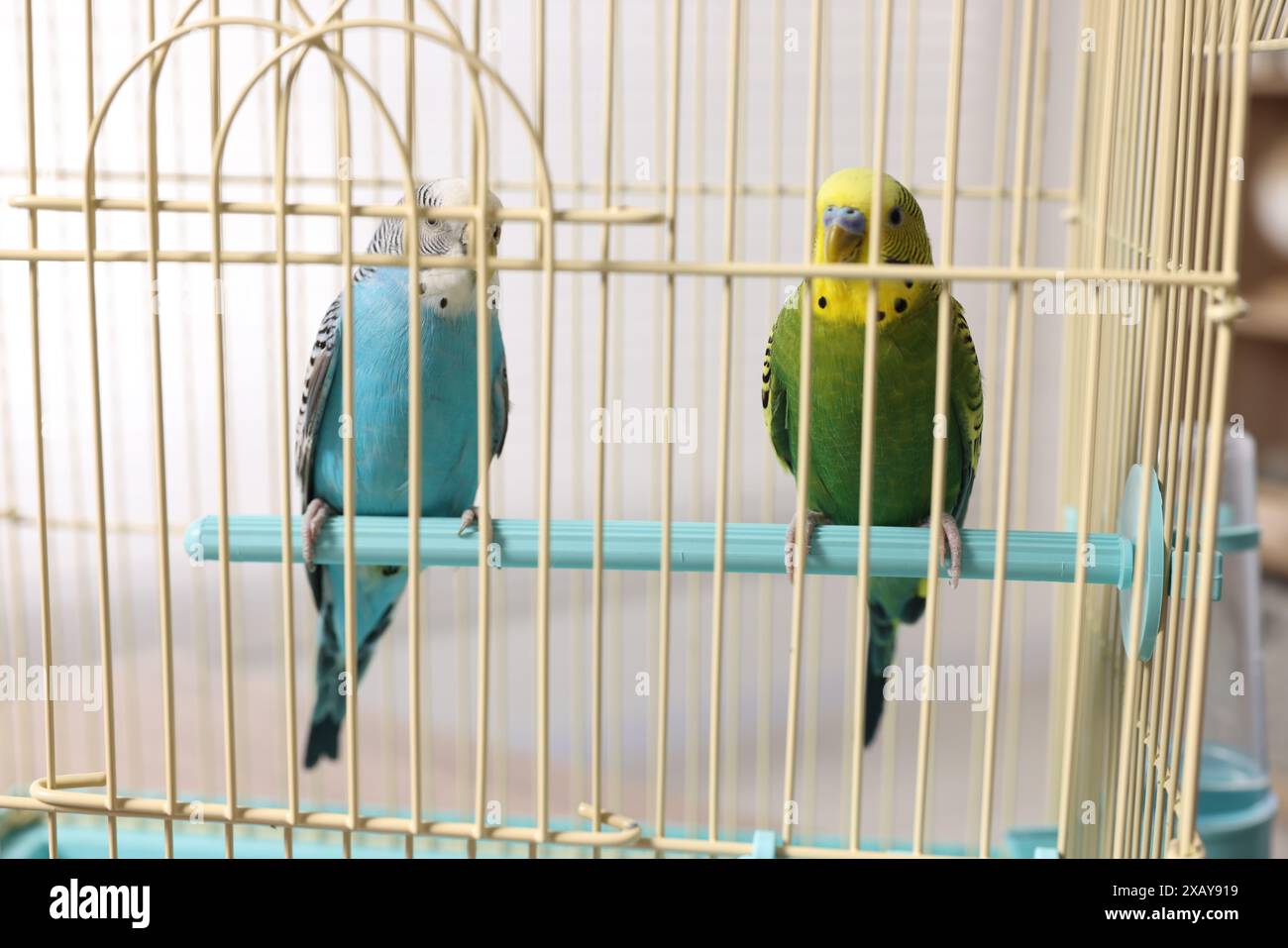 Parrots in cage hi-res stock photography and images - Alamy