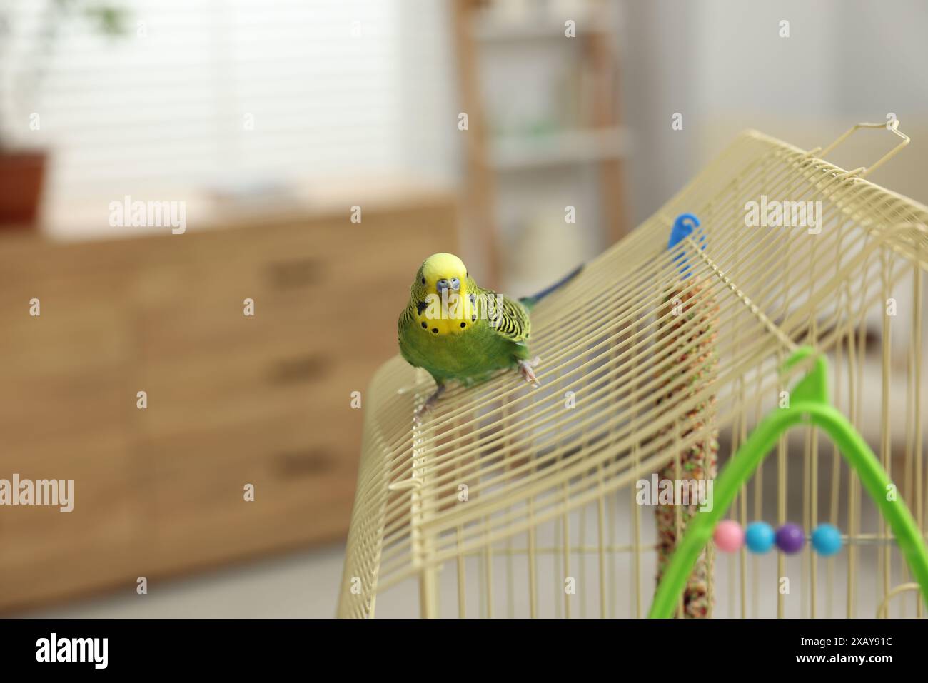 Pet parrot. Beautiful budgerigar sitting on cage indoors, space for ...