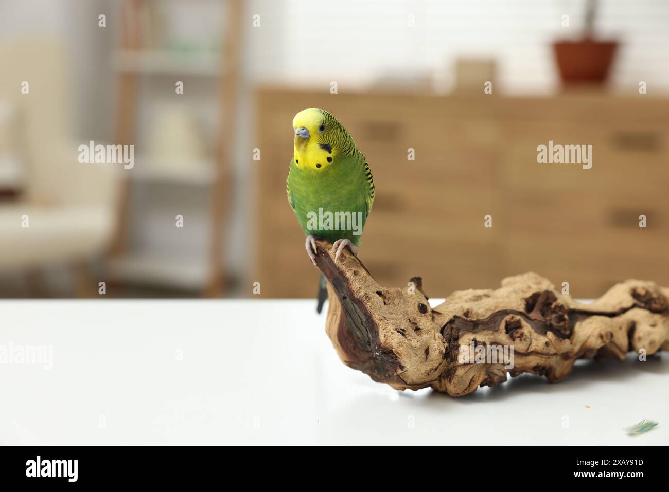 Pet parrot. Beautiful budgerigar sitting on snag on table indoors ...