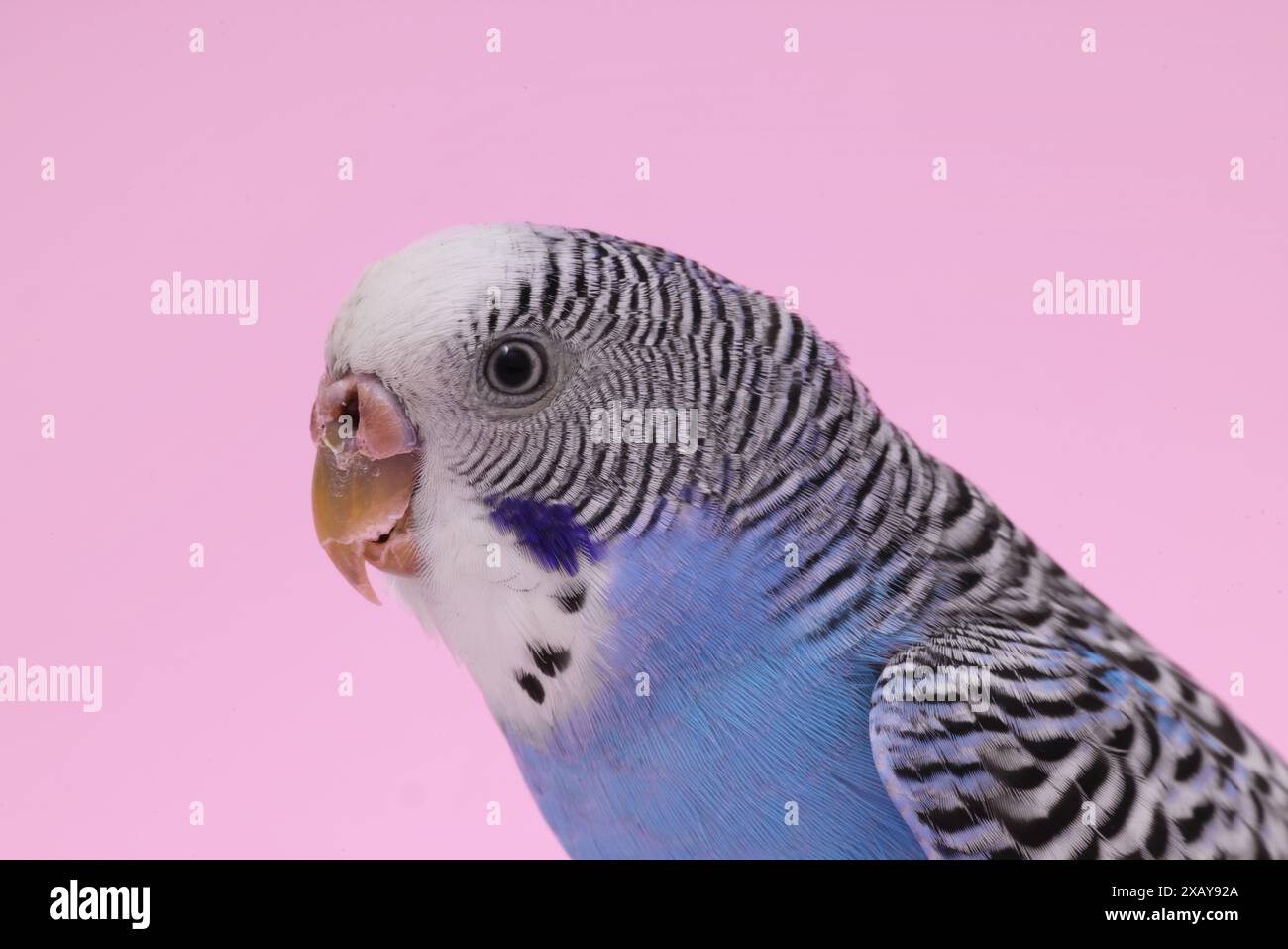 Beautiful bright parrot on pink background, closeup. Exotic pet Stock ...