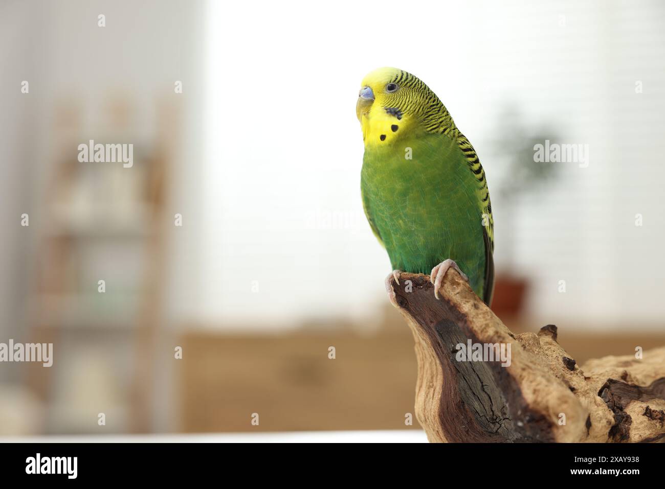 Pet parrot. Beautiful budgerigar sitting on snag indoors, space for ...