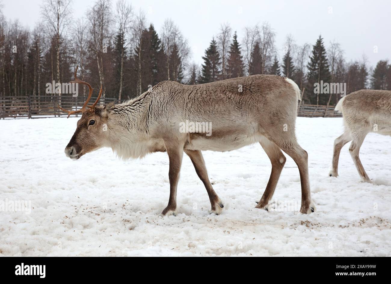 Reindeer on a farm, farming in Finland, selective focus Stock Photo - Alamy