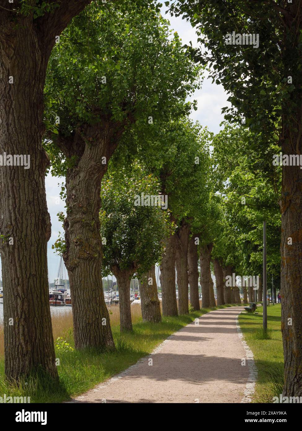 Serene walkway lined tall trees hi-res stock photography and images - Alamy