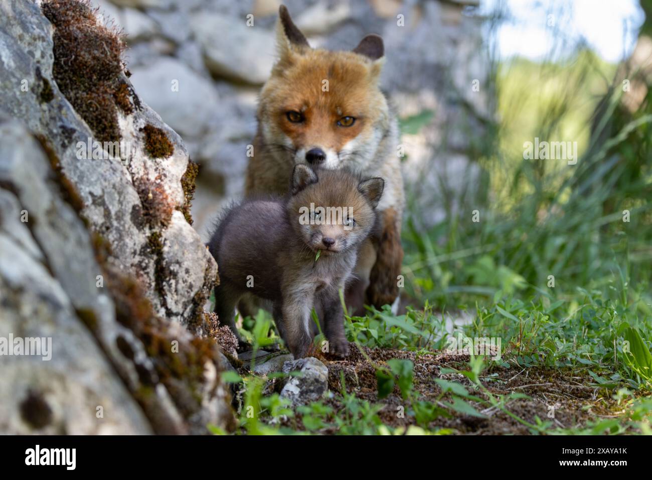The beauty of the red fox cubs in Italy Stock Photo - Alamy