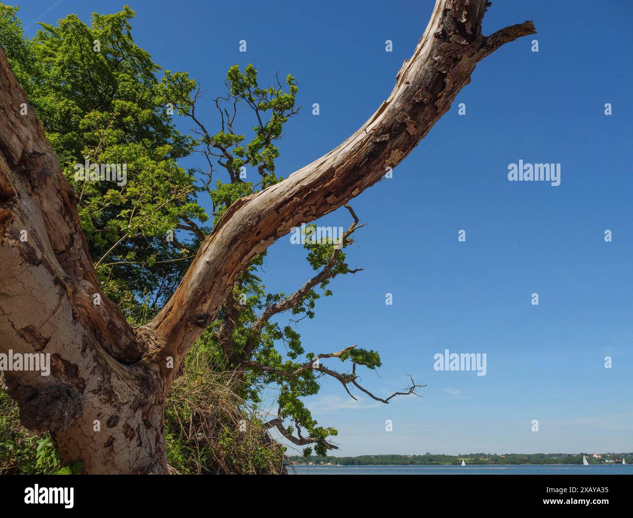 Gnarled tree branch hi-res stock photography and images - Alamy