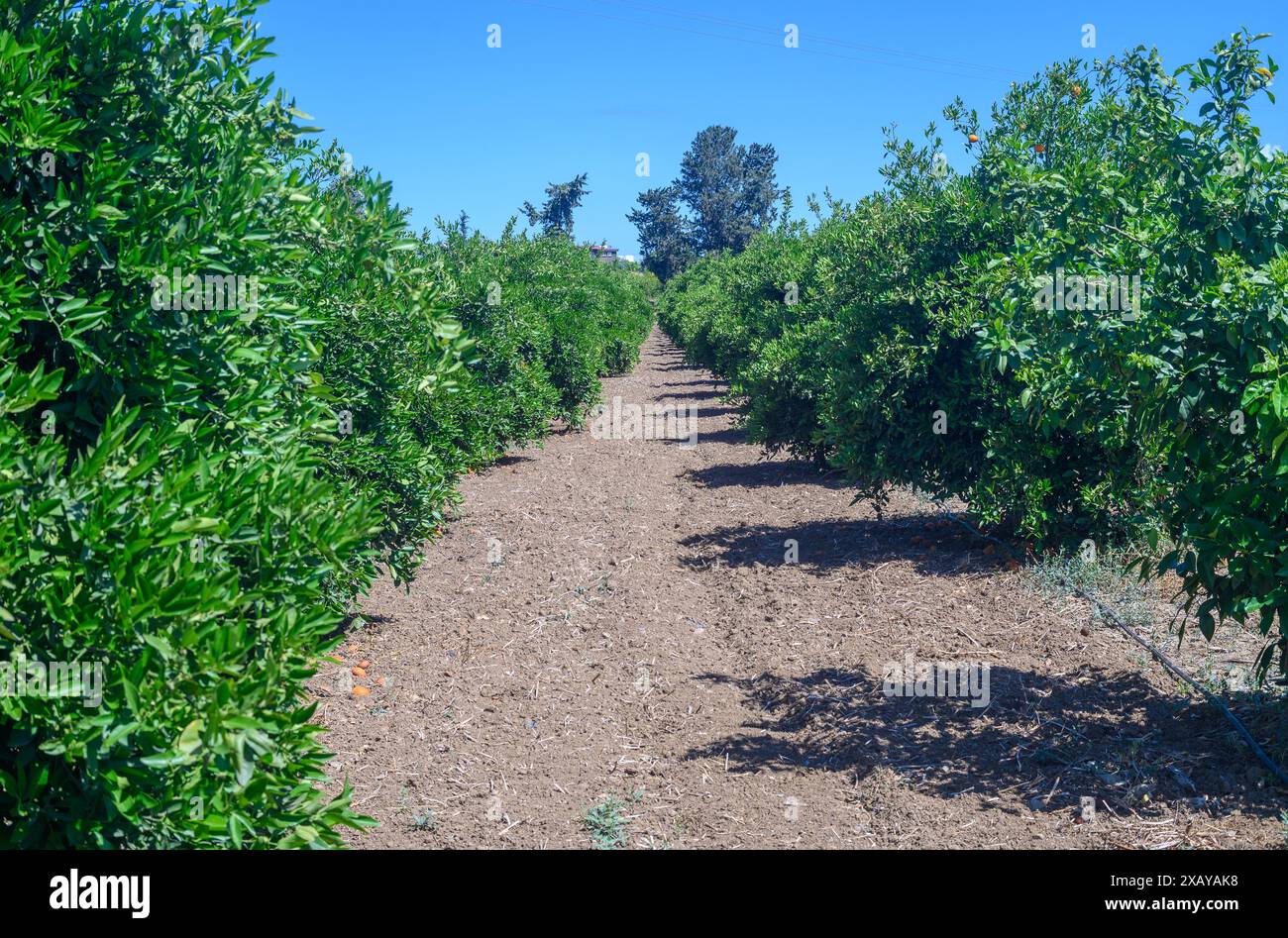 Orange trees full of oranges in a neglected orchard along a dirt road ...