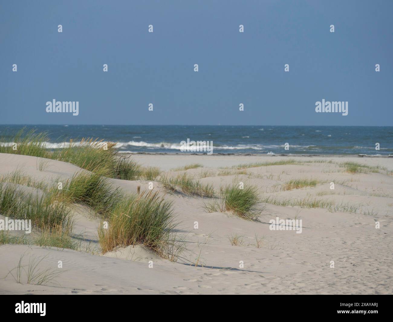 Wide sand dunes with grasses on the beach and view of the sea under a ...