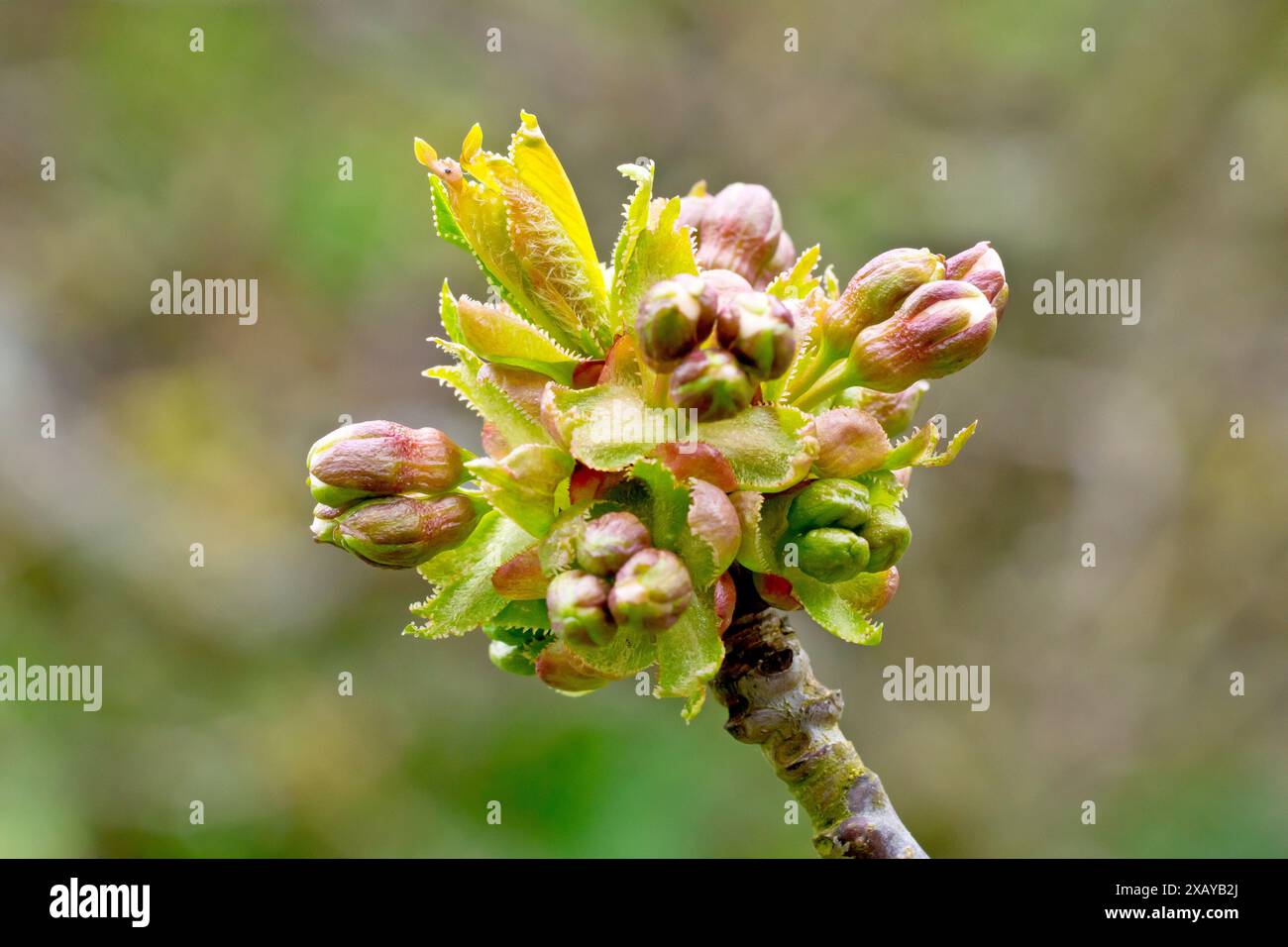 Closeup cherry spring tree hi-res stock photography and images - Alamy