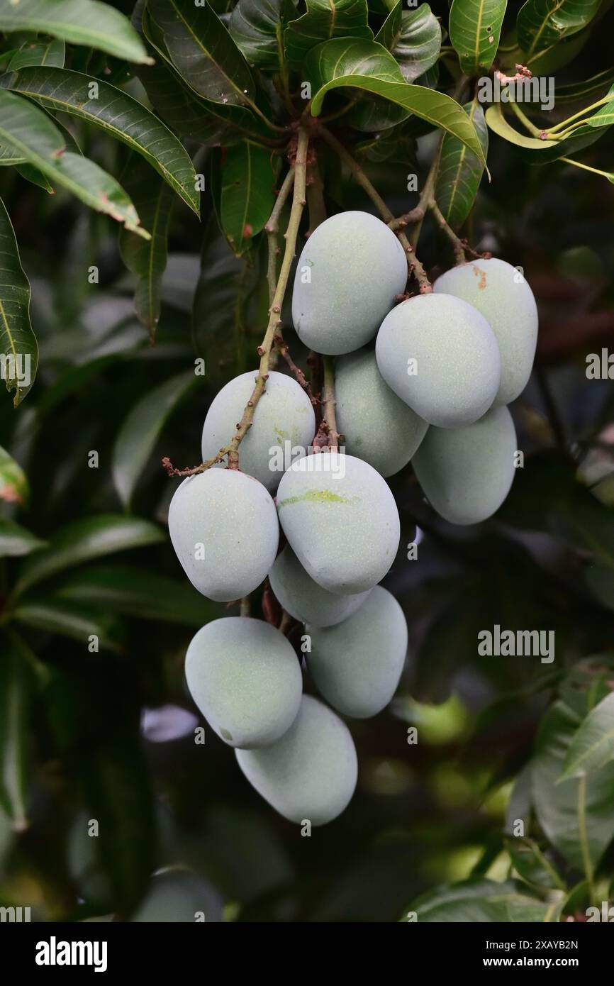 Mango hanging from trees hi-res stock photography and images - Alamy