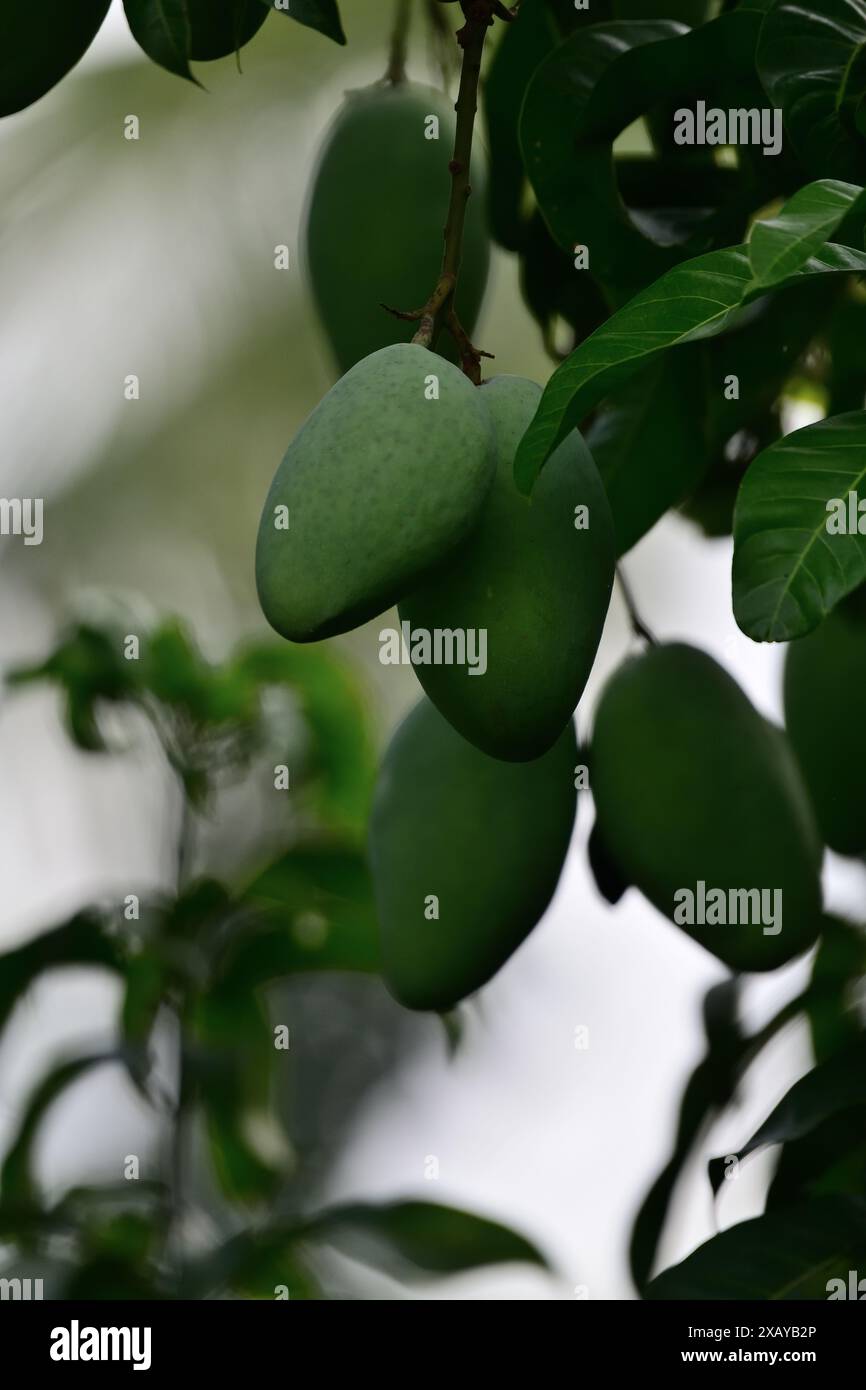 Mango hanging from trees hi-res stock photography and images - Alamy