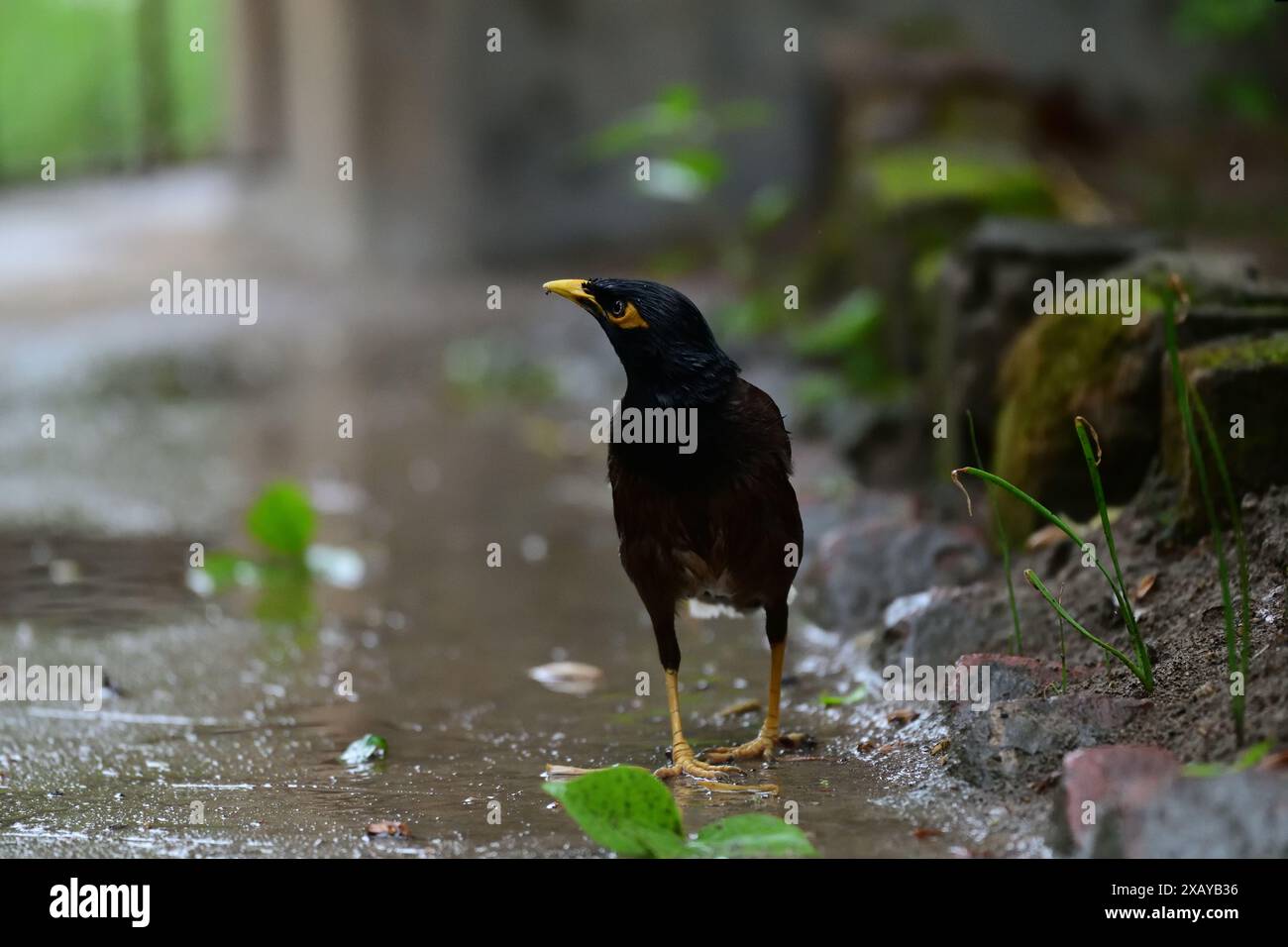 Common Myna - Asian, India Stock Photo - Alamy