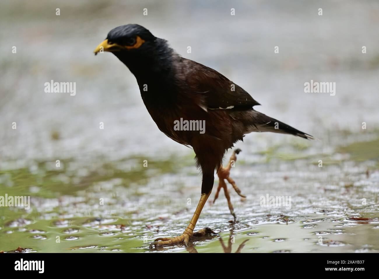 Common Myna - Asian, India Stock Photo - Alamy
