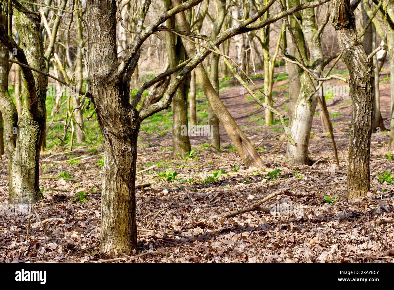 Young Oak trees (quercus), planted as part of the Millenium Wood ...
