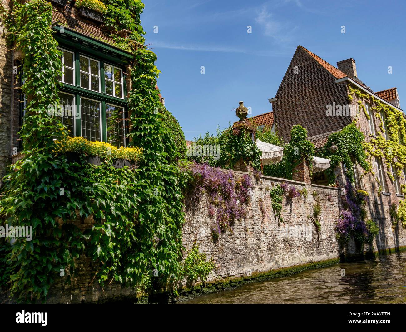 Historic building covered with ivy and climbing plants, with windows ...