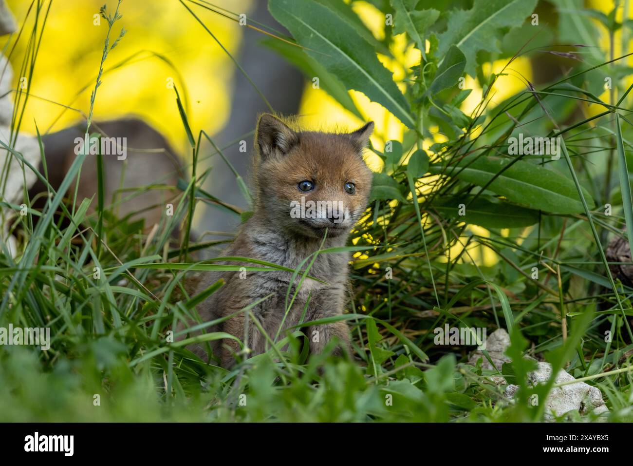 The beauty of the red fox cubs in Italy Stock Photo - Alamy