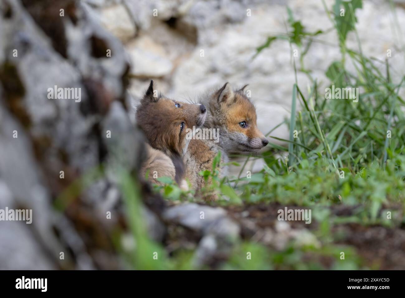 The beauty of the red fox cubs in Italy Stock Photo - Alamy