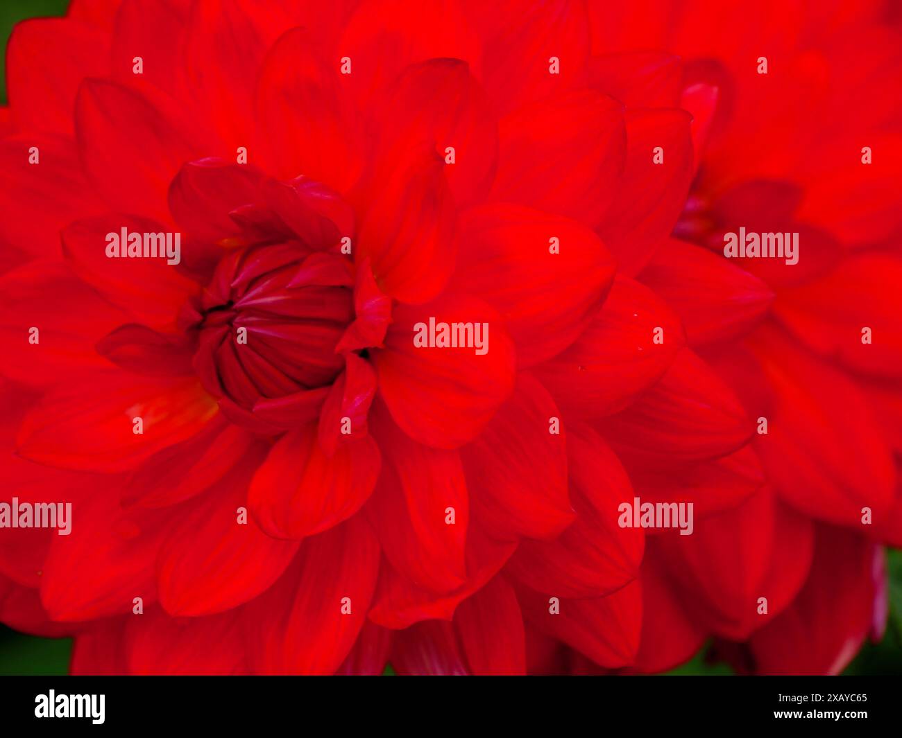 Close-up of an intense, bright red flower with detailed petals that ...