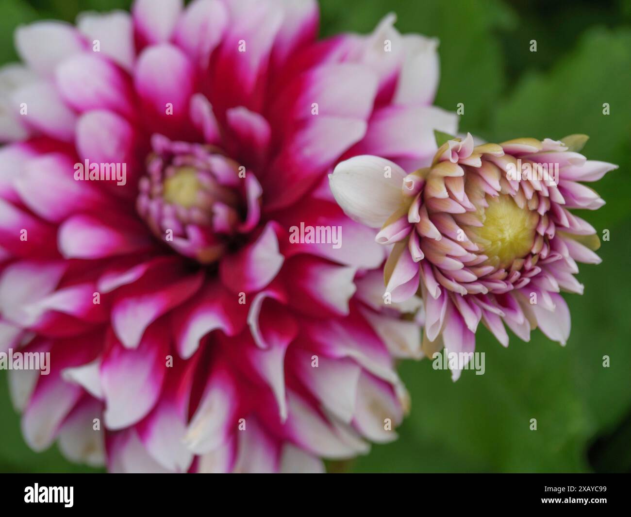 Dahlia coccinea red asteraceae hi-res stock photography and images - Alamy