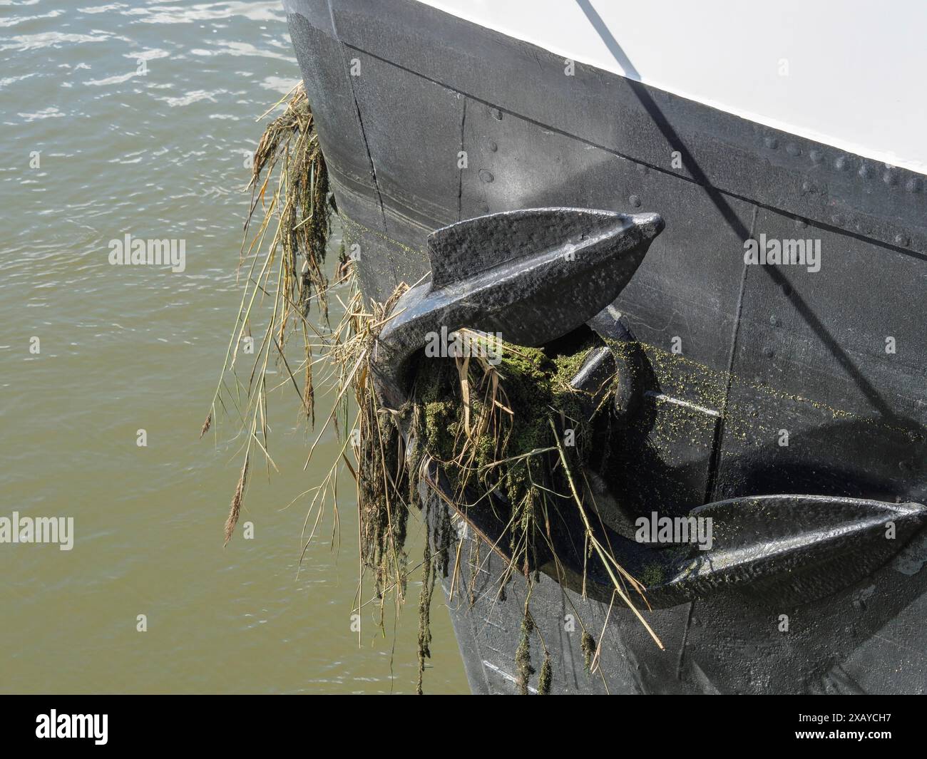 Close-up of a boat anchor covered with seaweed and algae in the water ...