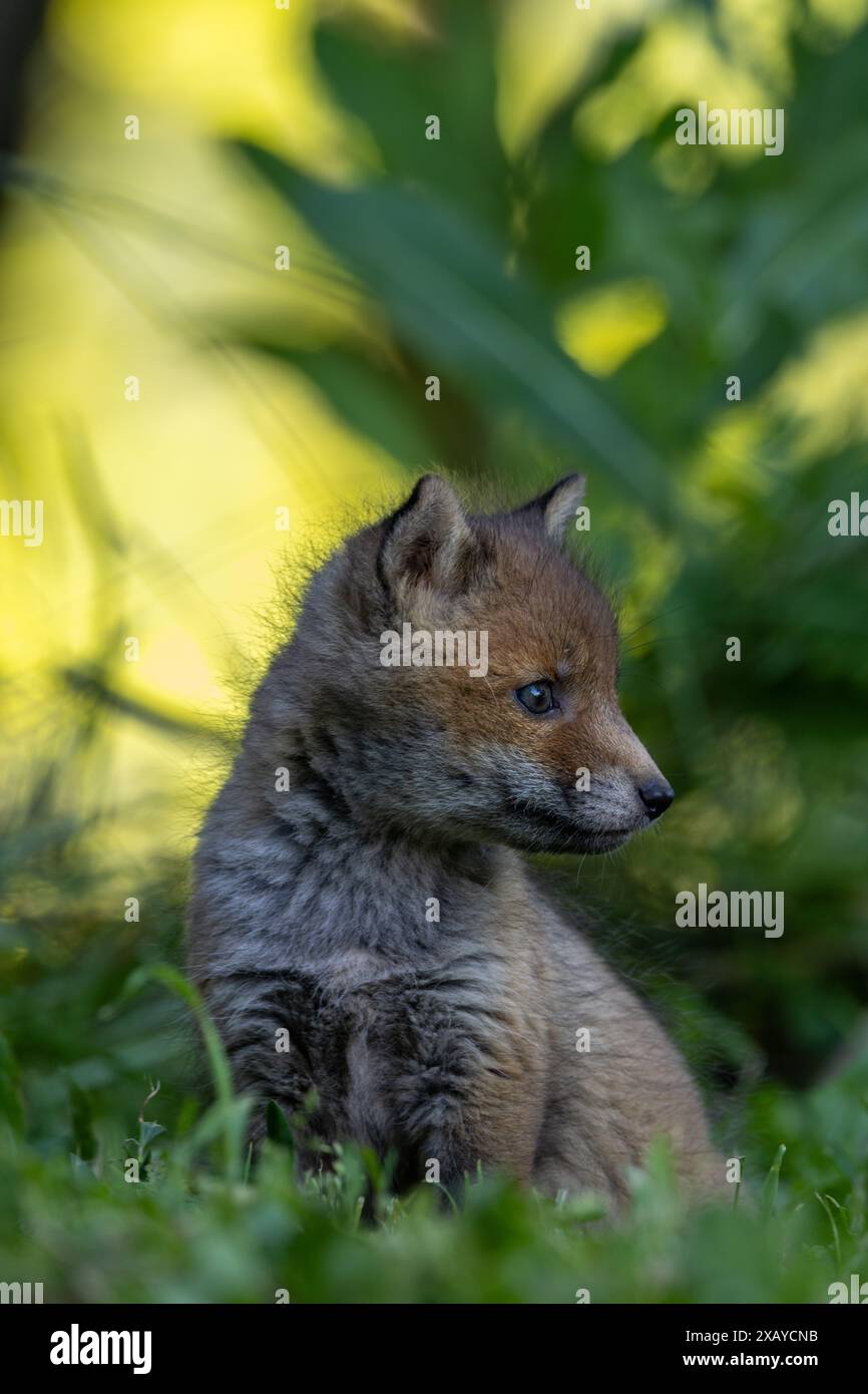 The beauty of the red fox cubs in Italy Stock Photo - Alamy