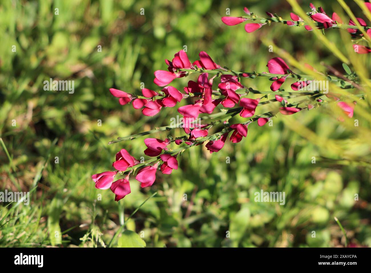 Common broom or Cytisus scoparius leguminous flowering shrub stems with ...