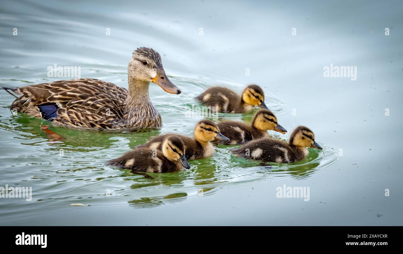 Cute baby ducks with their momma Stock Photo - Alamy
