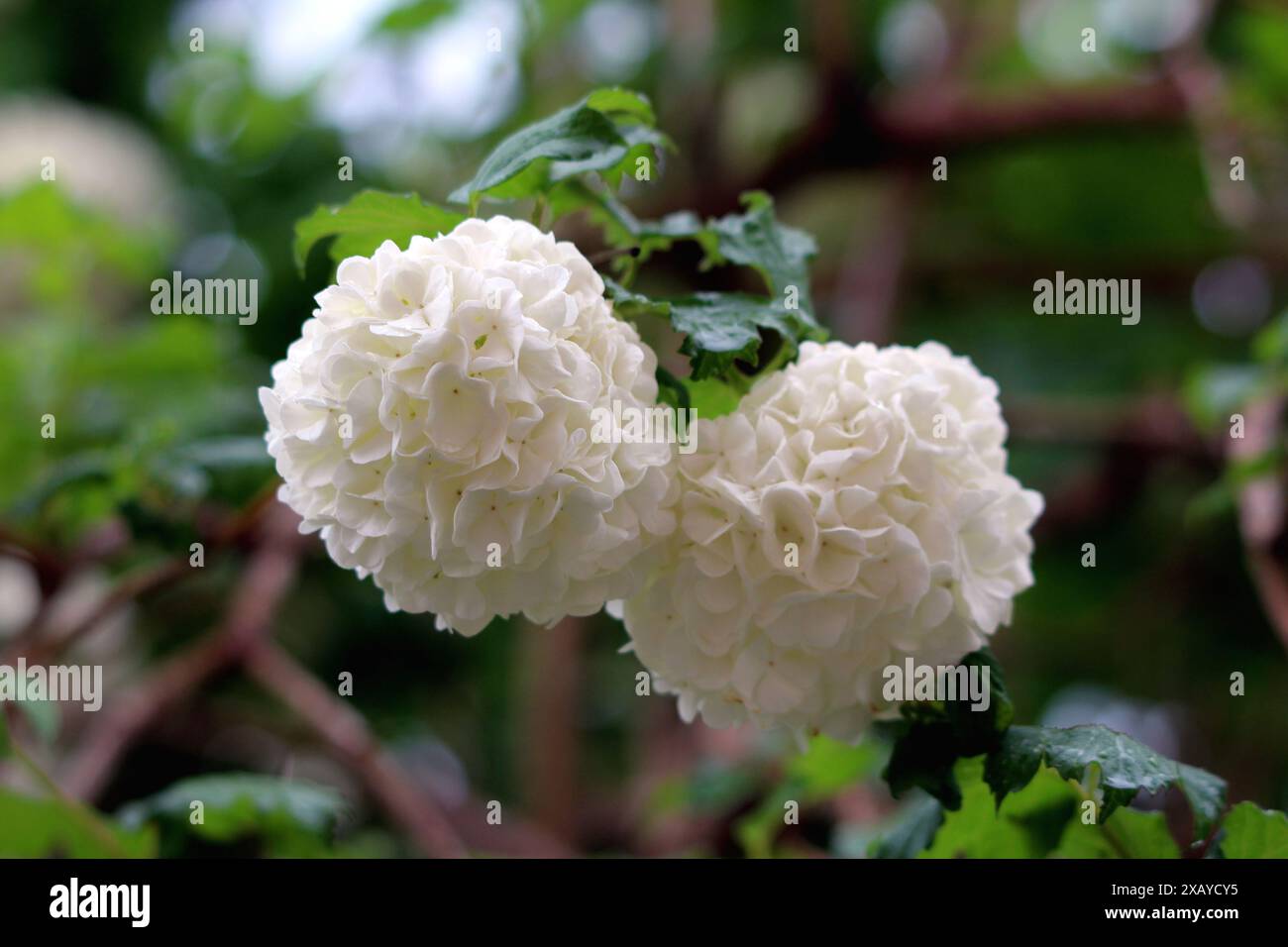Thick tree opposite hi-res stock photography and images - Alamy