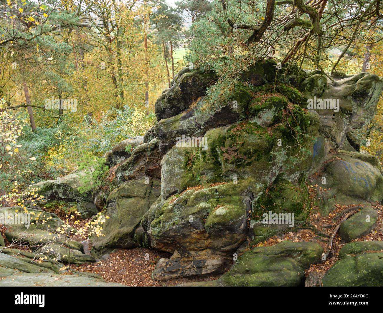 Large rocks in the forest, covered with moss, surrounded by autumnal ...