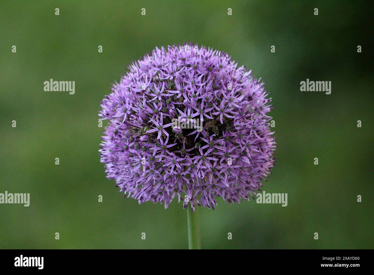 Ornamental onion or Allium herbaceous geophyte perennial bulbous herb ...