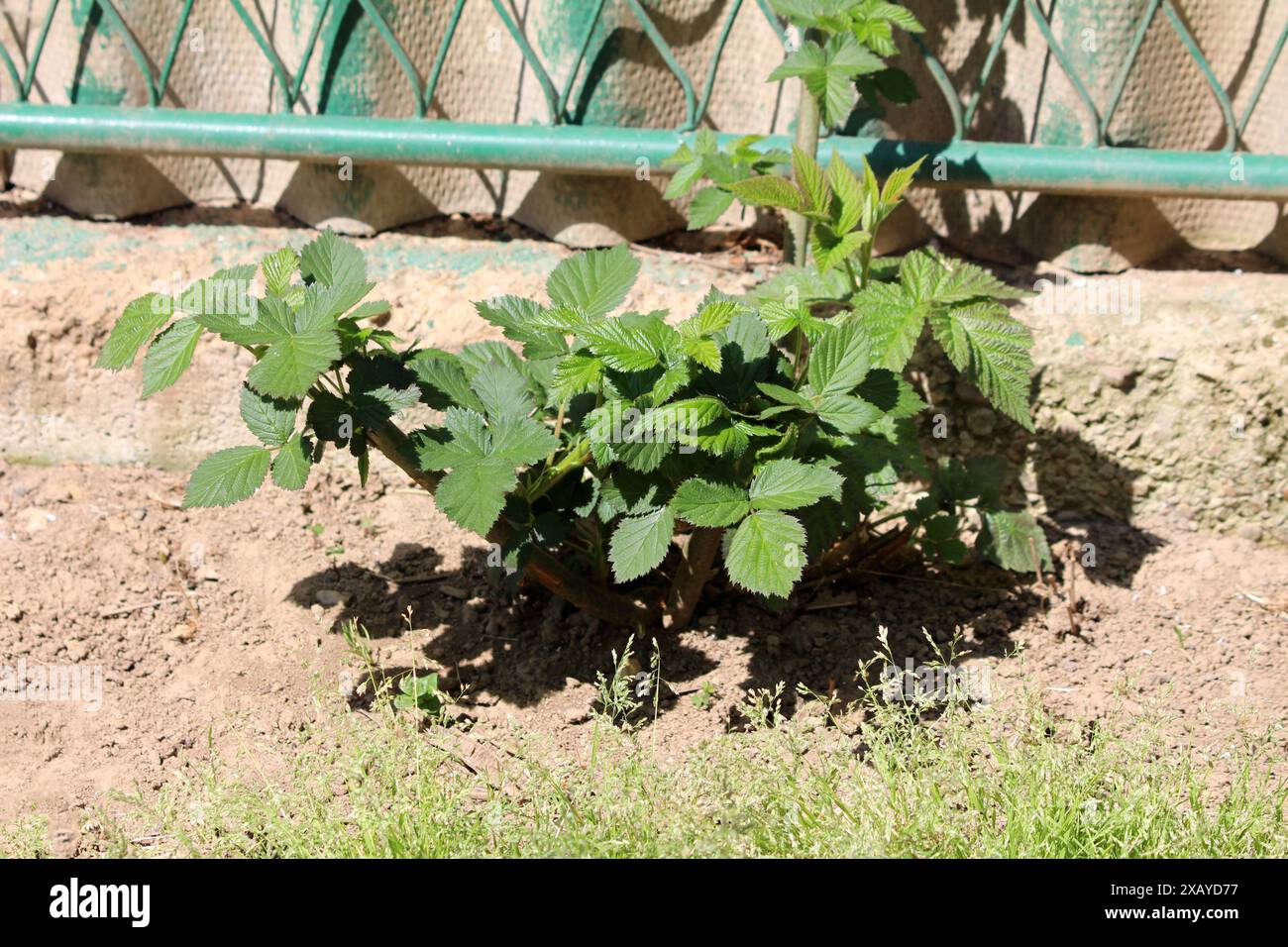 Red raspberry or Rubus idaeus perennial plant with dark green pinnately ...