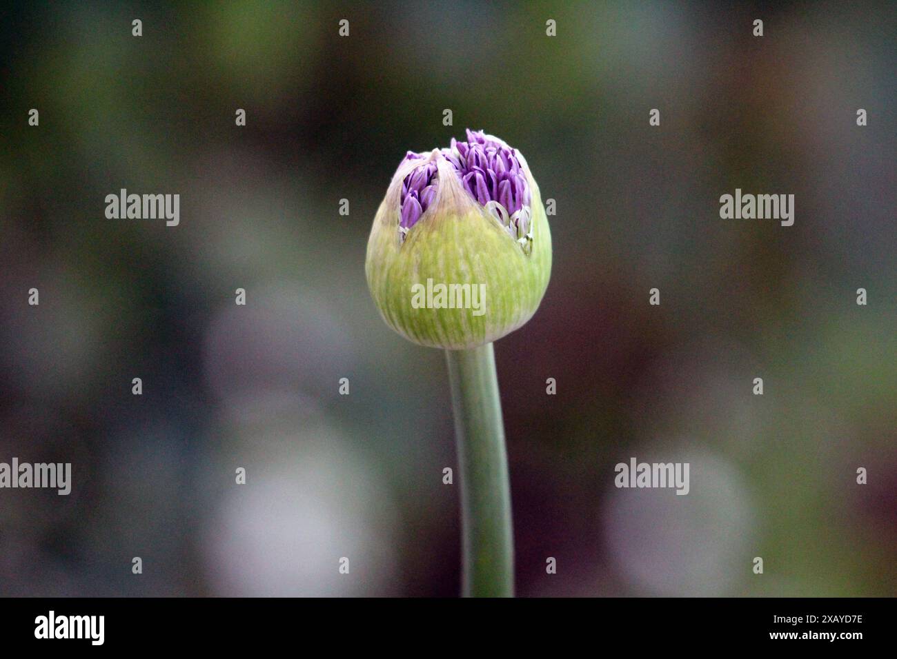 Single Ornamental onion or Allium herbaceous geophyte perennial bulbous ...