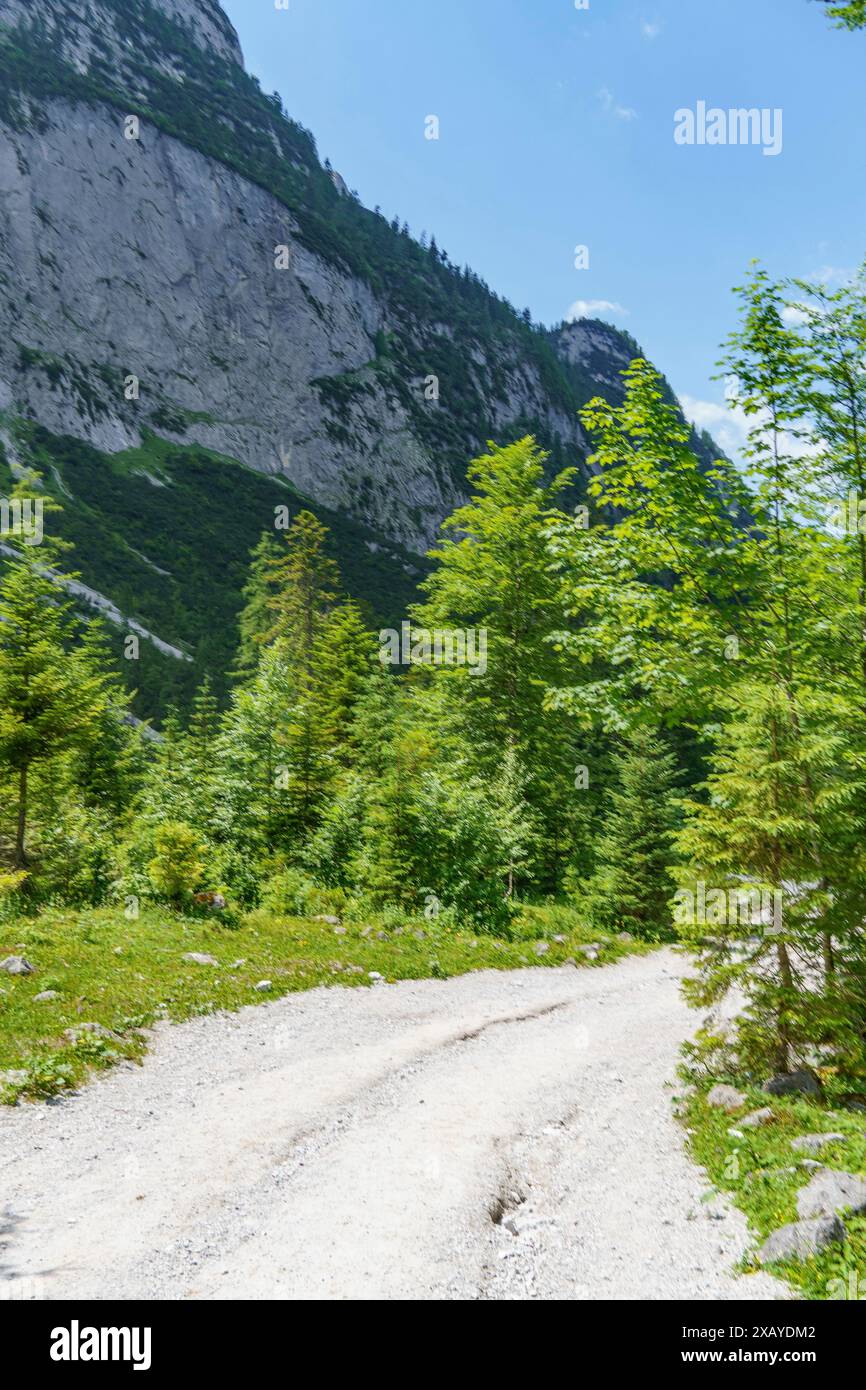 A sunny forest path that runs between tall trees and mountains under a ...