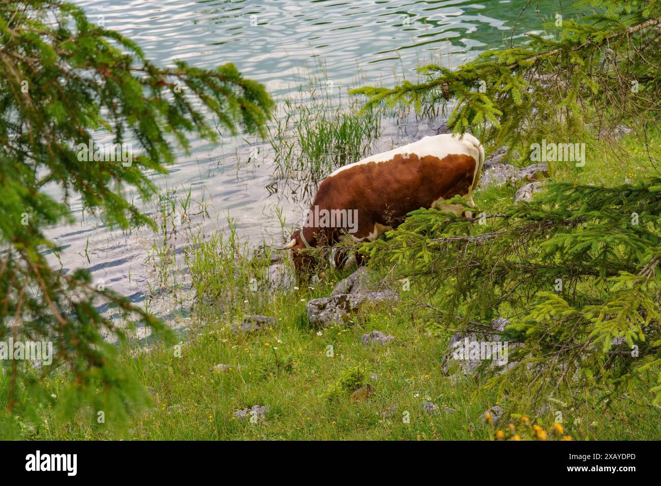 A cow grazing between green grasses and bushes on the shore of a quiet ...