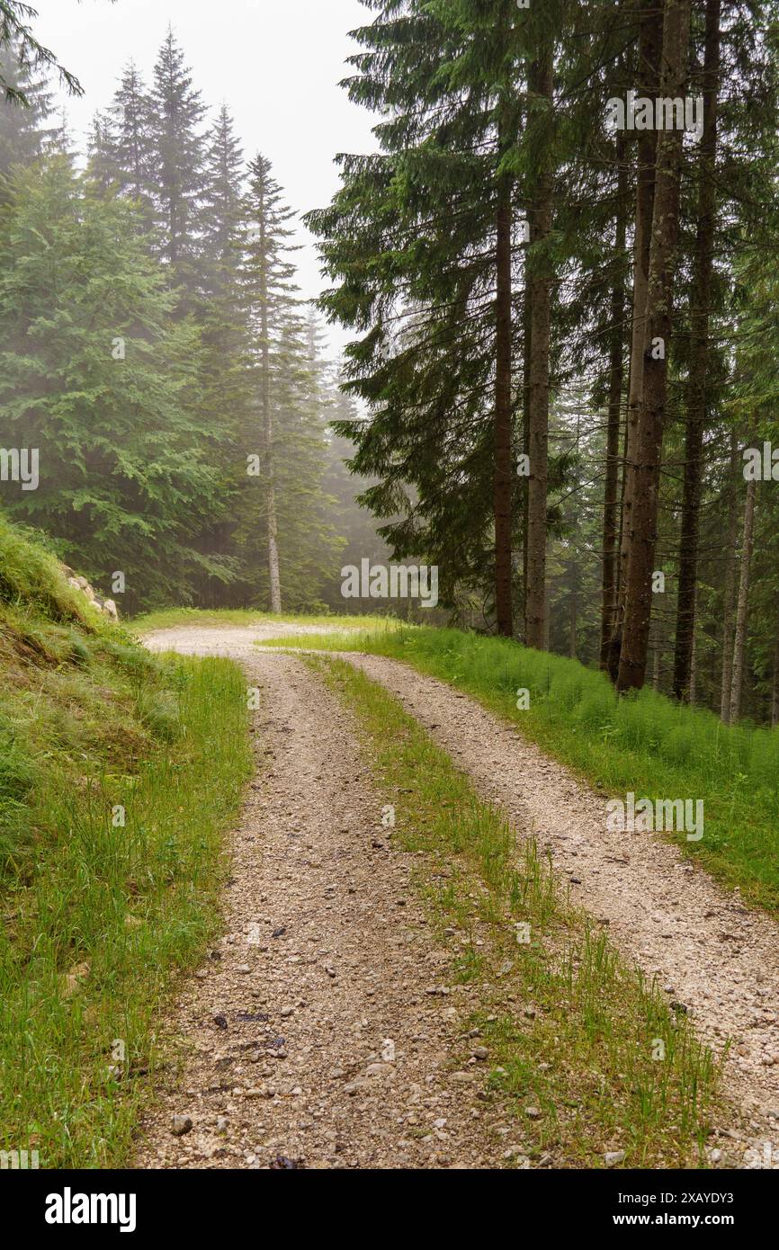 Winding path into the fog hi-res stock photography and images - Alamy