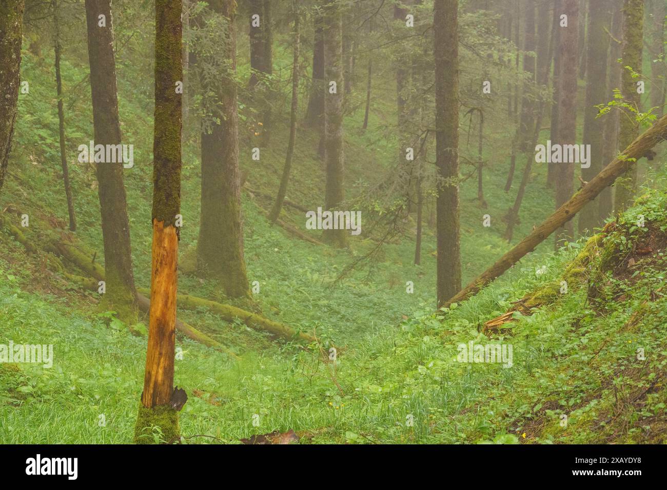 A foggy forest path stretches between tall, moss-covered trees through ...