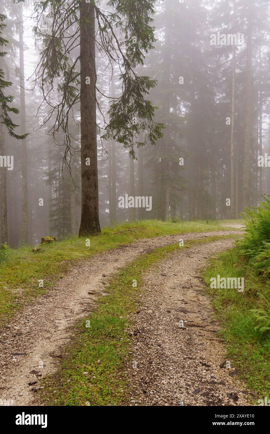 A foggy forest path winding through a dense forest, Gosau, Austria ...