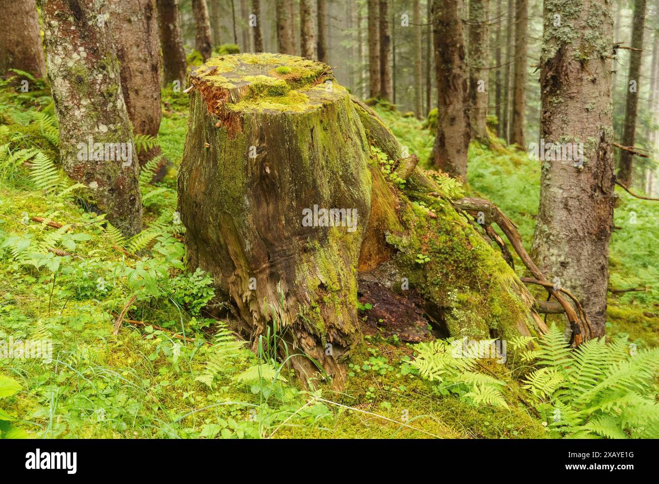 A moss-covered tree stump in the forest, surrounded by moist, green ...
