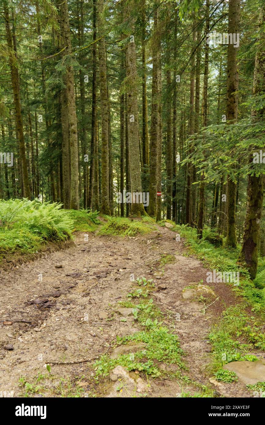 A winding forest path leads through a dense, green wooded area where nature sets the tone, Gosau ...