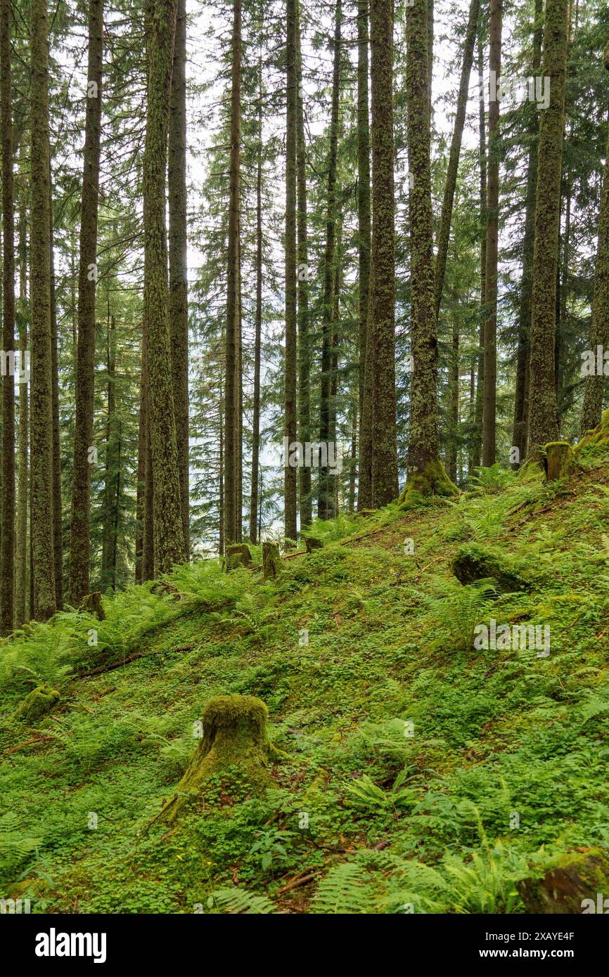 A dense forest with moss-covered ground and tall trees, Gosau, Austria ...