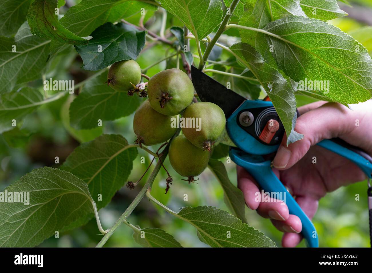 Thinning out apples of a apple tree in late spring Stock Photo - Alamy
