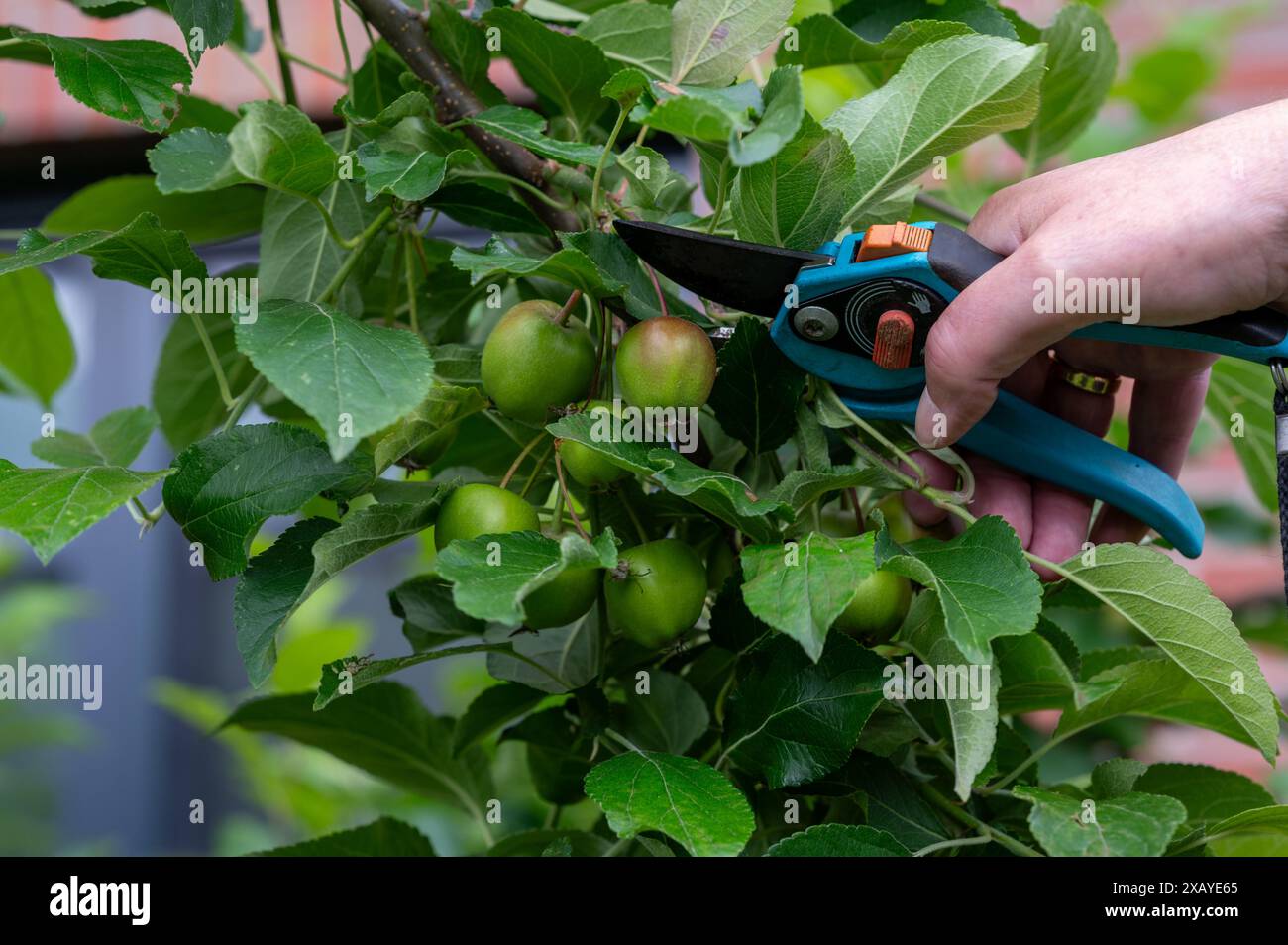 Thinning out apples of a apple tree in late spring Stock Photo - Alamy