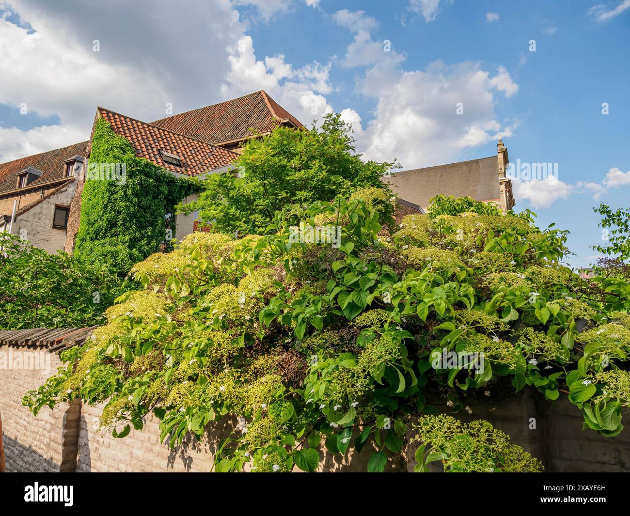 Garden with green plants in front of a historic brick house under a ...