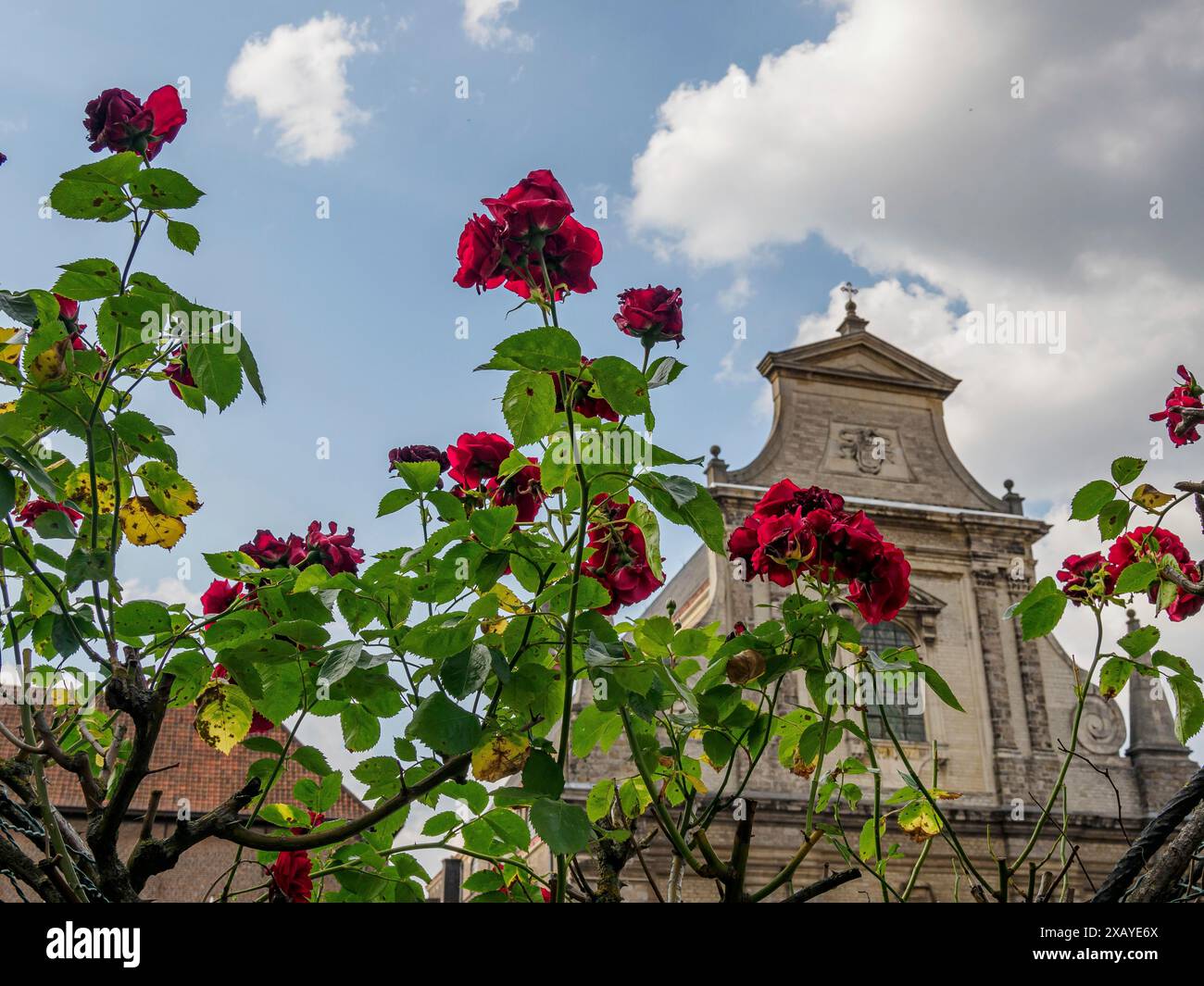 Blooming red roses in front of a historic church under a blue sky ...