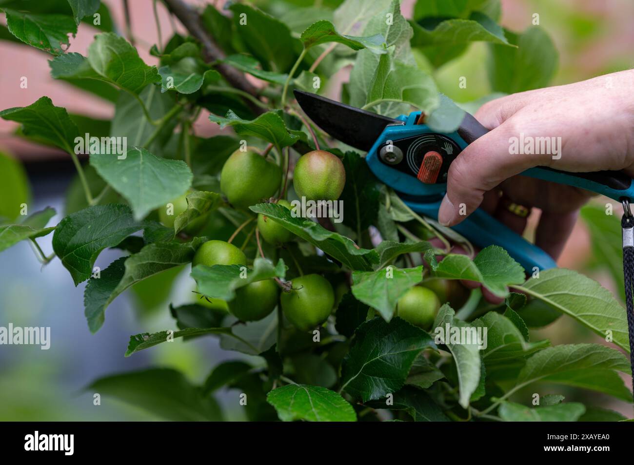 Thinning out apples of a apple tree in late spring Stock Photo - Alamy