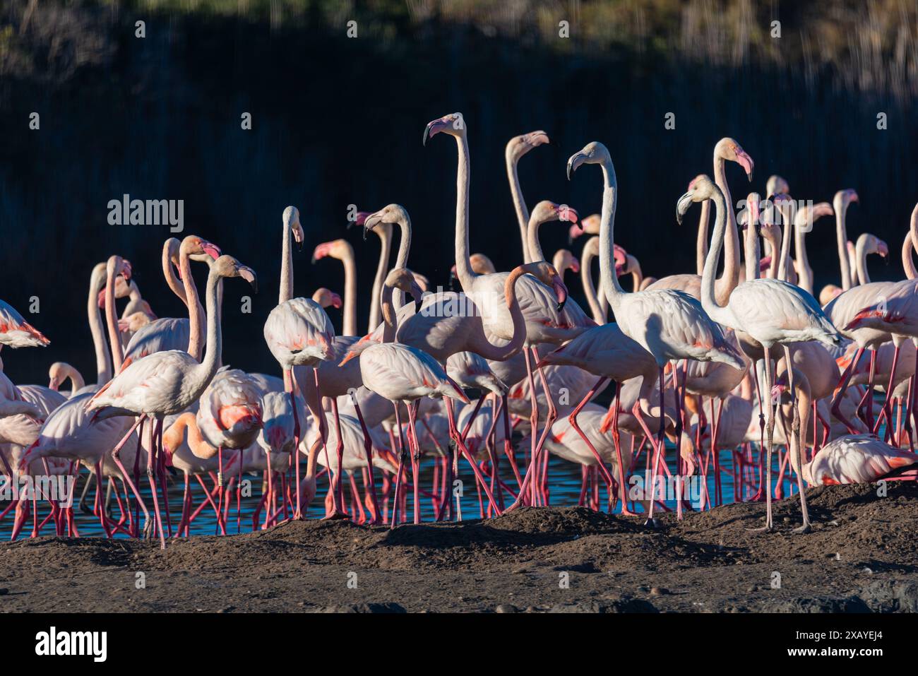 Flamingo Gathering: Earthbound Majesty in Albufera.A majestic group of ...