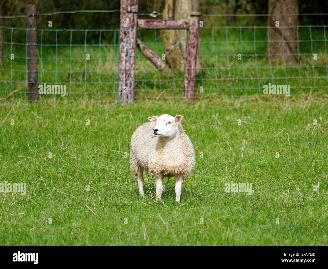 Sheep Grazing. A solitary sheep grazes in a verdant field, enclosed by ...