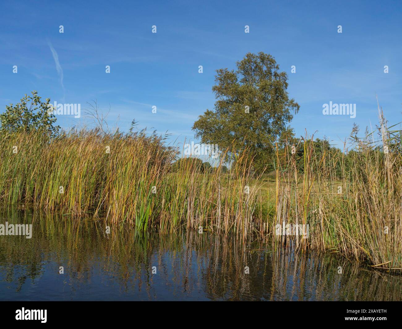 Tall reeds at the edge of a calm body of water under a blue sky with ...
