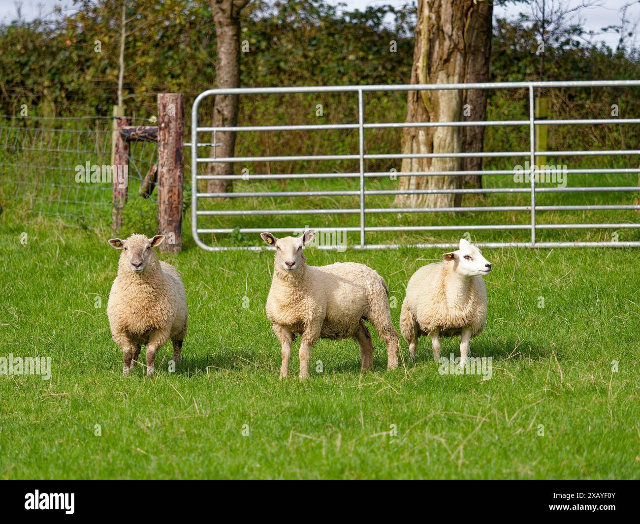In a lush pasture, three sheep gaze attentively, enclosed by a fence ...